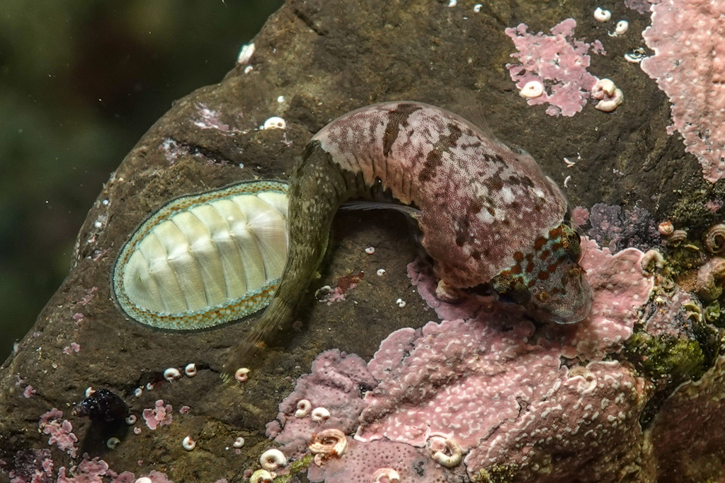 Striped Clingfish (Trachelochismus melobesia) - Marine Life Identification