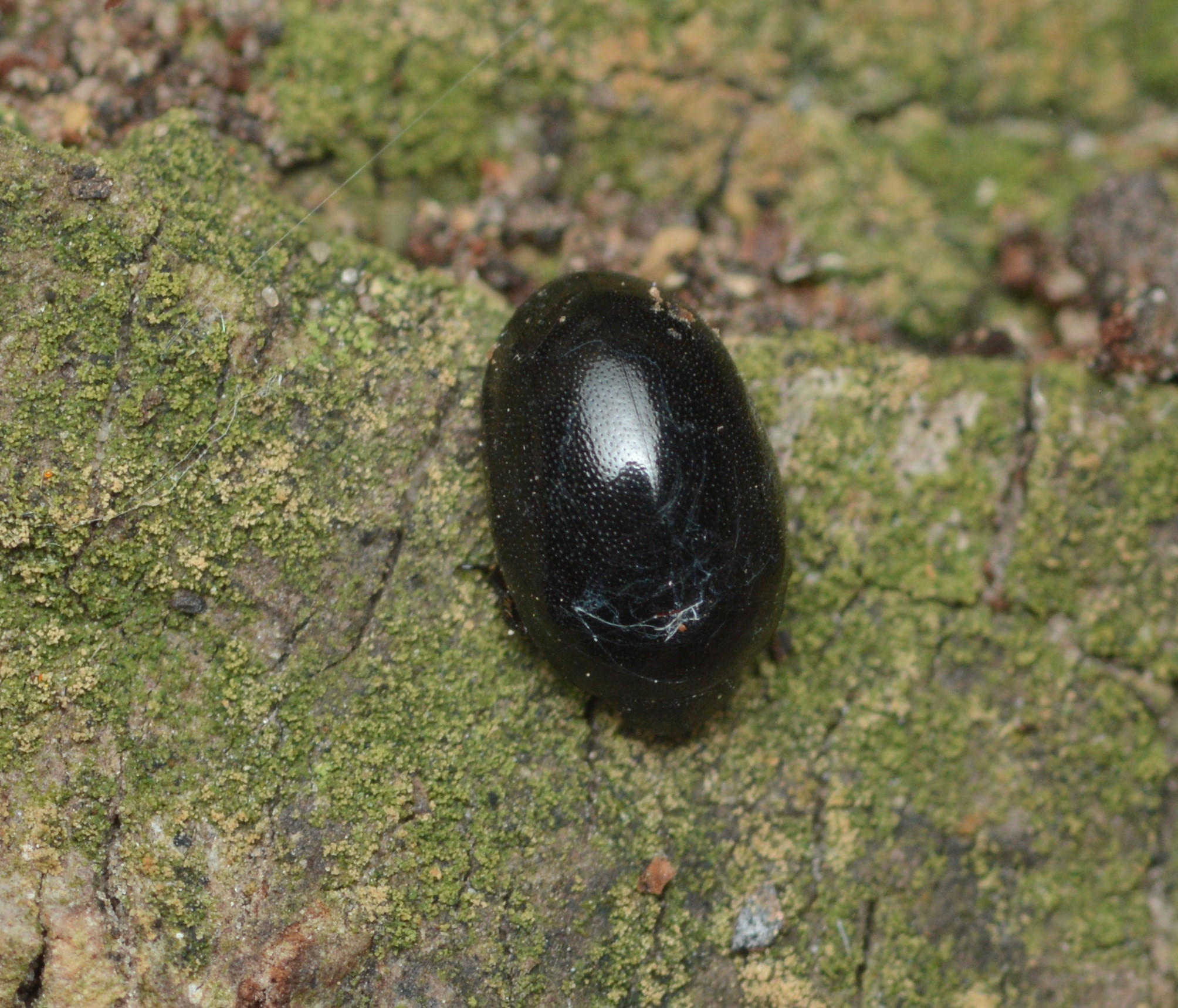 Nosodendridae