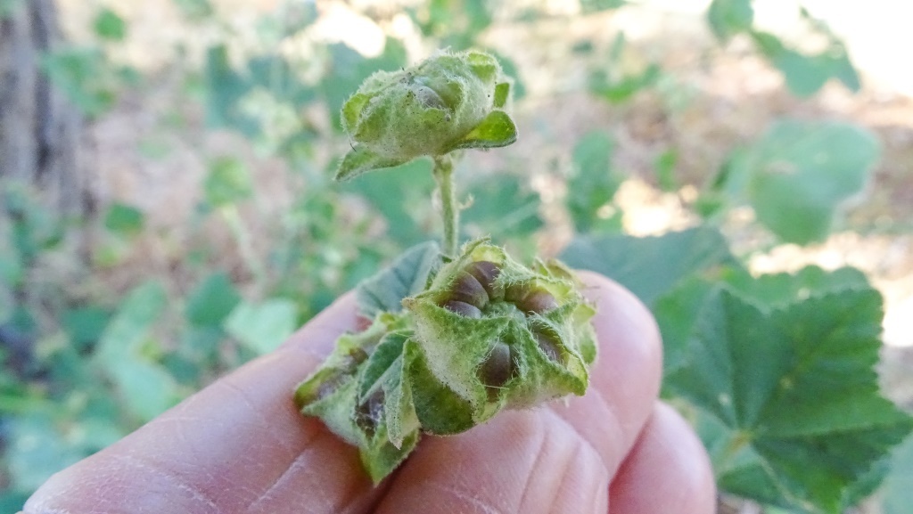 Mallows from Napa County, CA, USA on June 6, 2017 at 10:30 AM by ...