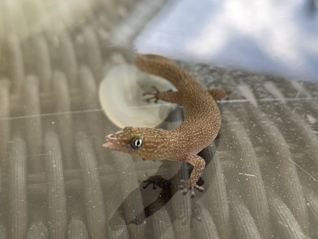 Ashy Gecko from Key West, Key West, FL, US on July 07, 2020 at 04:39 PM ...