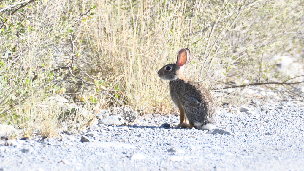 Eastern Cottontail from Bustamante, Nuevo León, Mexico on July 11, 2020 ...