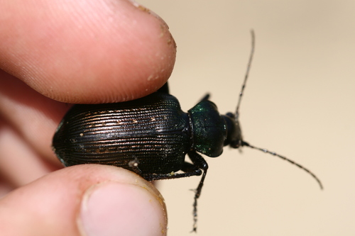 Calosoma abbreviatum · NaturaLista Colombia