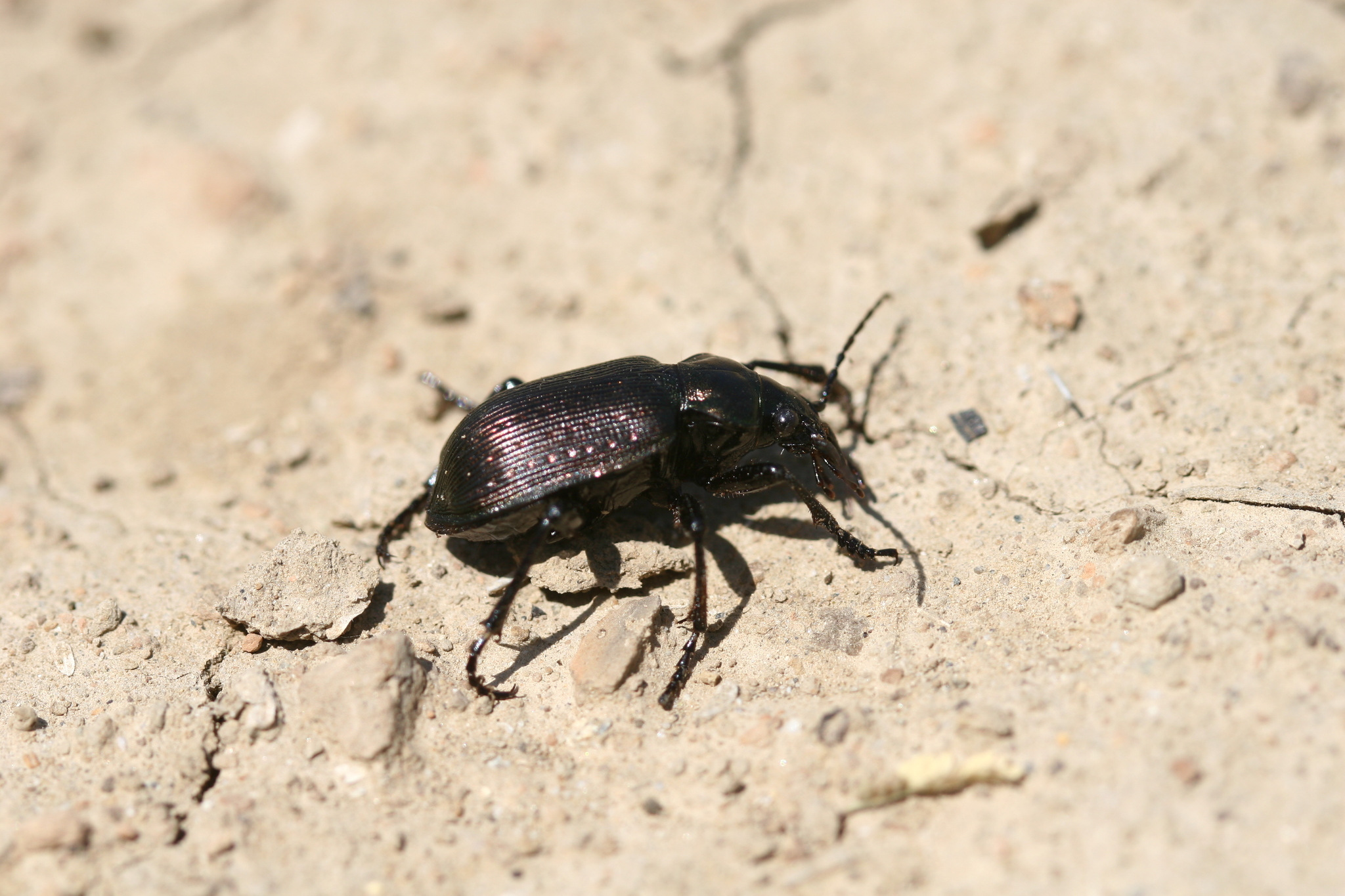 Calosoma abbreviatum Chaudoir, 1869
