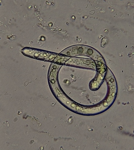 Ophiocytium capitatum · iNaturalist Mexico