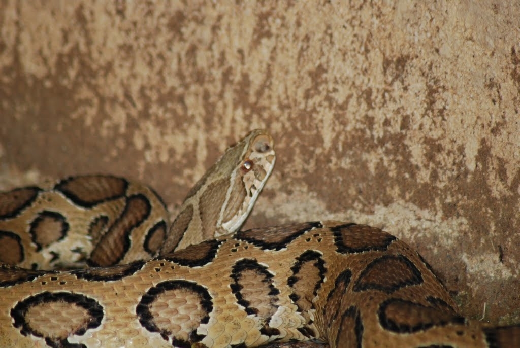 Russell's Viper (Daboia russelii) - Snakes and Lizards