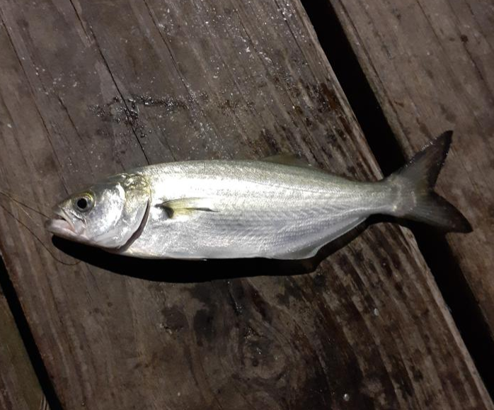 Bluefish (Aquatic Wildlife of NWFL) · iNaturalist