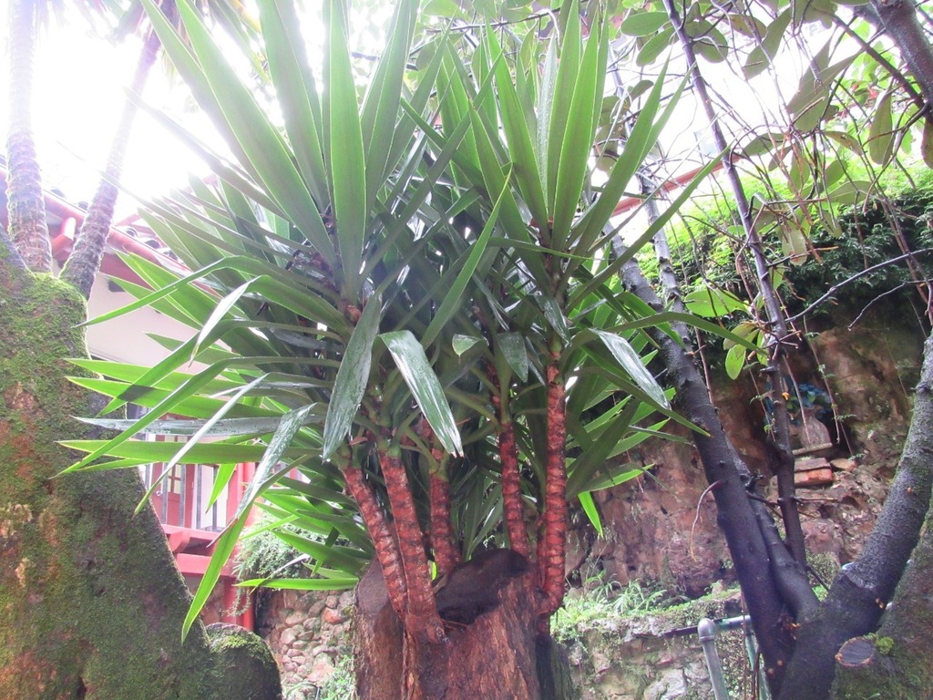 Spineless Yucca from Aguas, La Candelaria, Bogota, Colombia on February ...