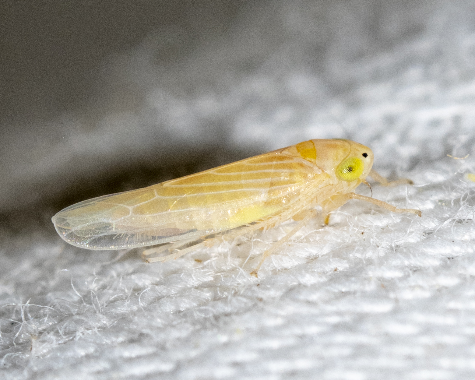 Dalbulus DeLong, 1950