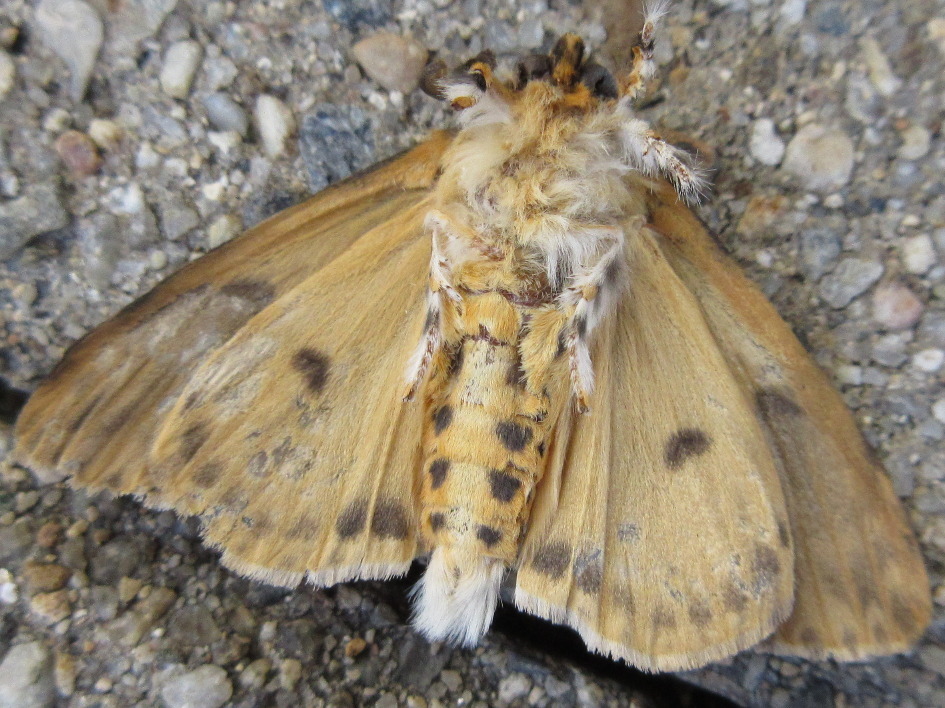 Pink Lymantria Moth from 대한민국 충청남도 천안시 동남구 on August 26, 2017 by ...