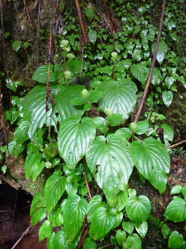 Epithema tenue · iNaturalist