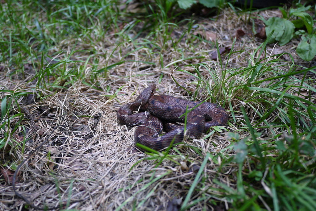 Stejneger's Bamboo Snake from 台灣台東縣 on July 3, 2020 at 04:03 PM by ...