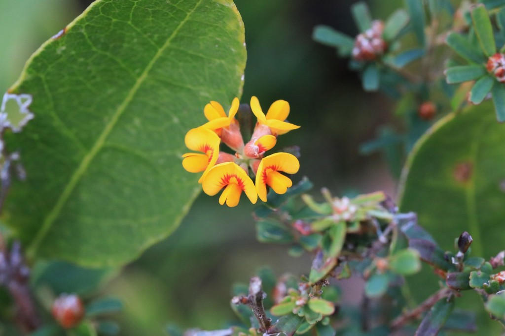 Pultenaea retusa from Arakoon NSW 2431, Australia on July 12, 2020 at ...