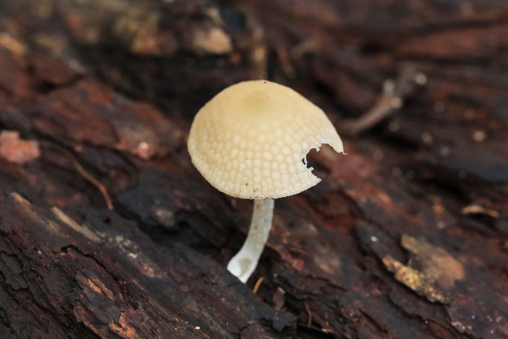 Filoboletus from Arakoon NSW 2431, Australia on July 12, 2020 at 12:26 ...