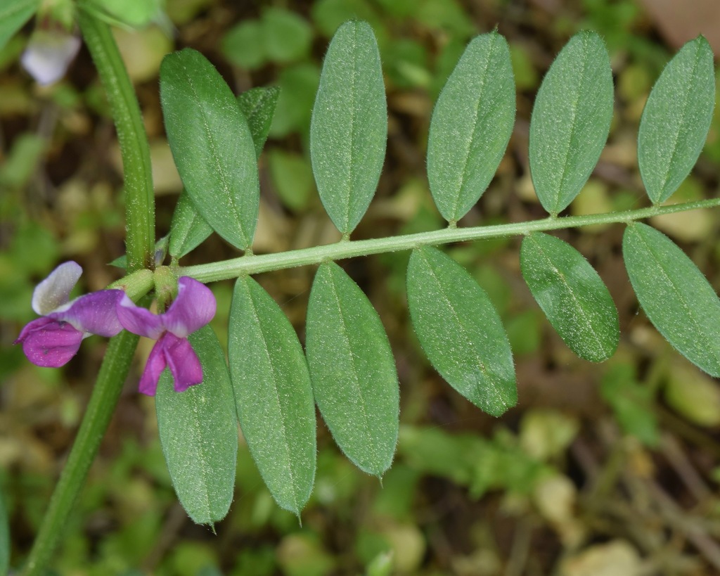 Common Vetch in April 2018 by skitterbug · iNaturalist