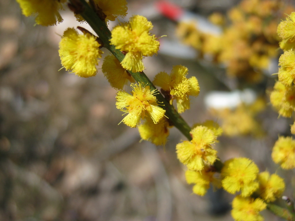 spiny wattle from Cherry Gardens SA 5157, Australia on September 25 ...