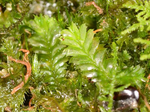 Chiloscyphus pallidus · iNaturalist