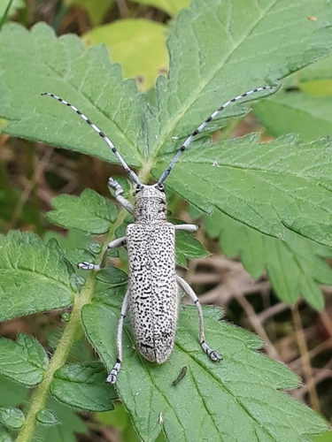 Saperda similis · iNaturalist