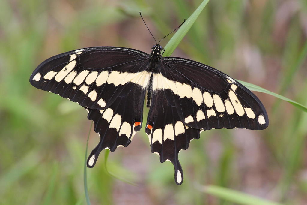 Eastern Giant Swallowtail (Seasonal Butterfly Habitat at the Springs ...