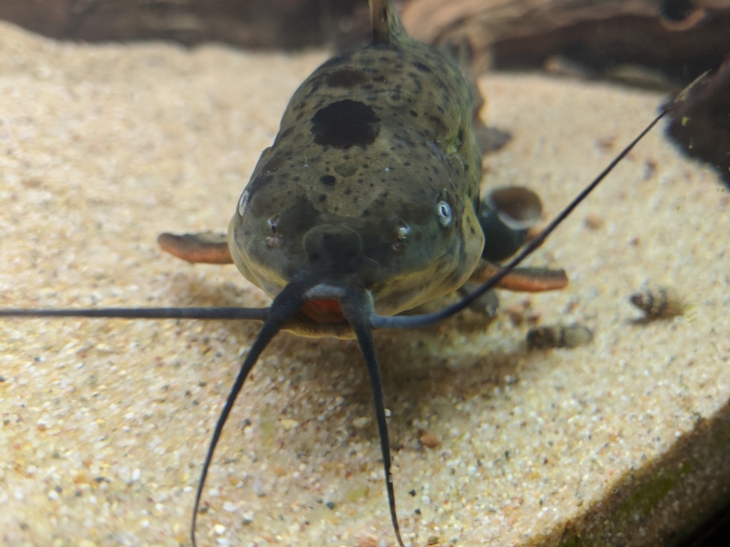 Spotted Hoplo from London, UK on January 14, 2020 at 06:08 PM by Vince ...