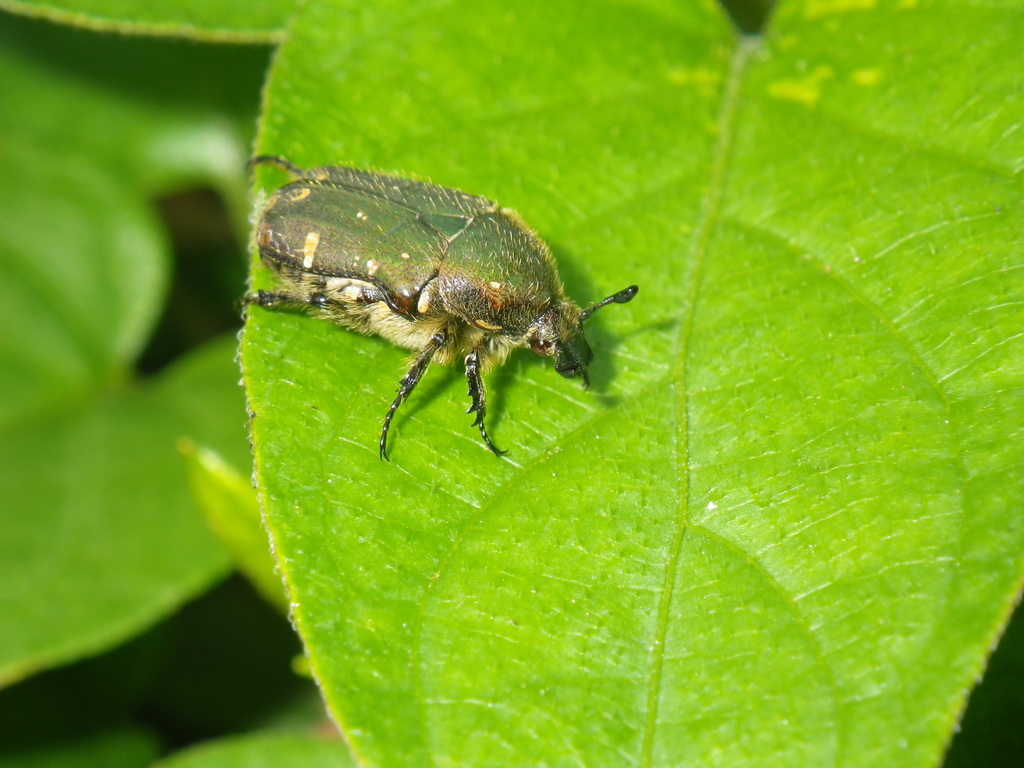 Blue Flower Chafer from Амакубо, Цукуба, Ибараки 305-0005, Япония on ...