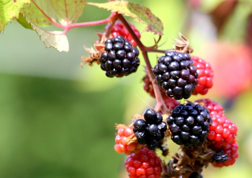 loganberry (Rubus loganobaccus) · iNaturalist