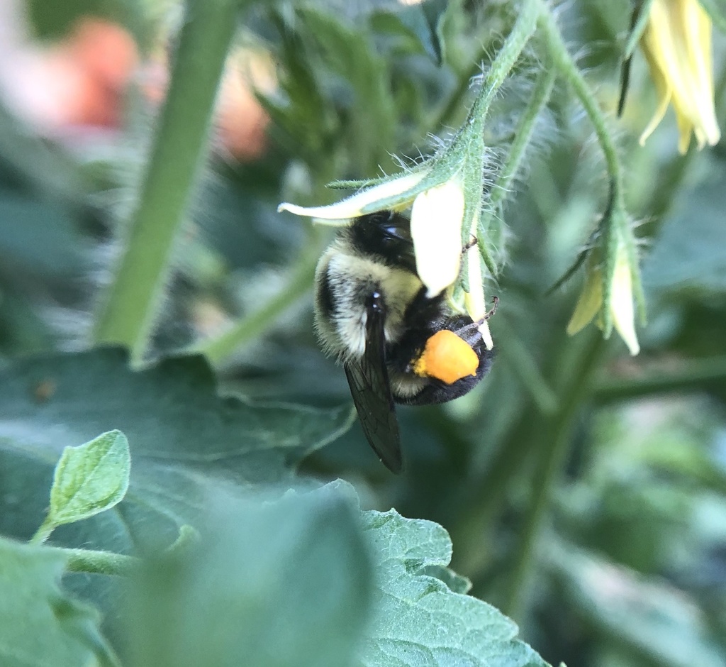 Common Eastern Bumble Bee in July 2020 by birdzilla. On tomato and ...