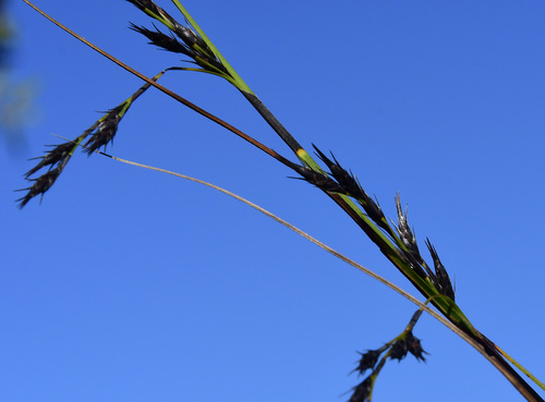 Evandra aristata (Walpole Wilderness Peat Flora ) · iNaturalist