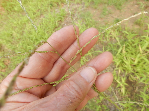 Mucronate Sprangletop (Subspecies Leptochloa panicea mucronata ...