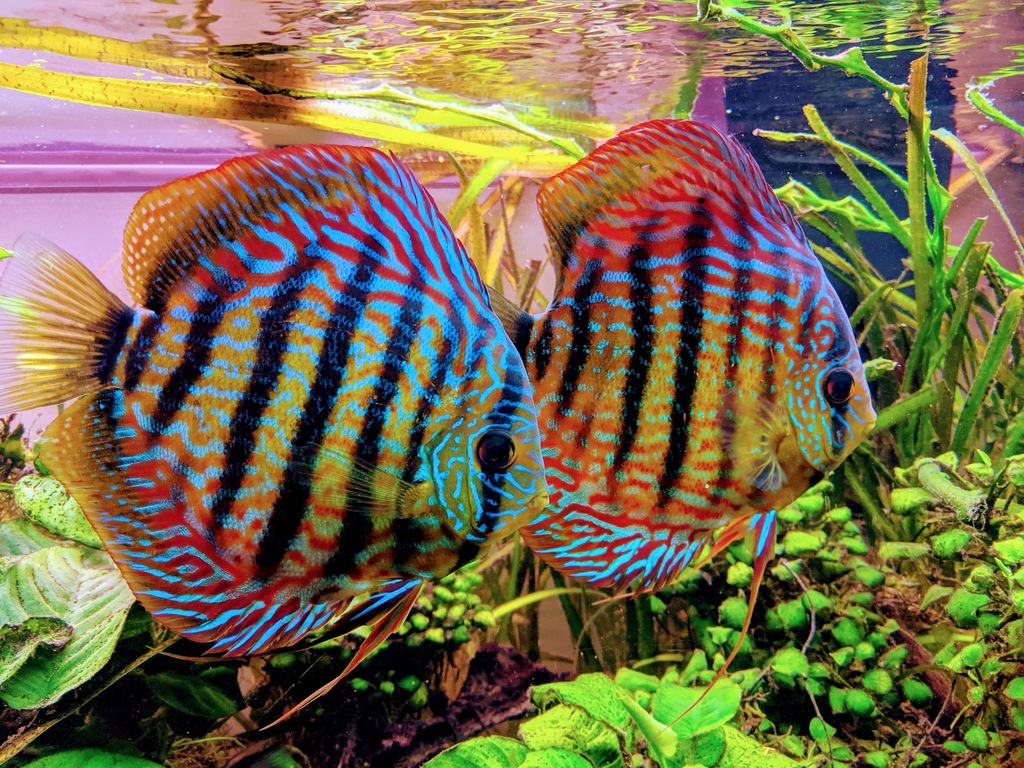 Discus Cichlids from London, UK on October 11, 2019 at 06:30 PM by ...