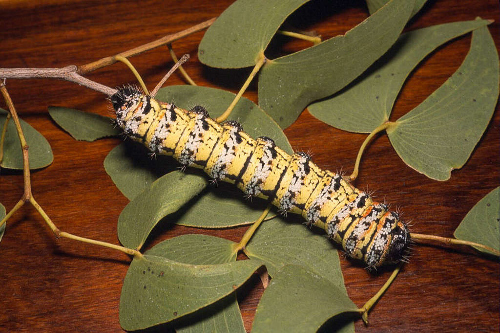 Mopane Worm from Kunene Region, Namibia on April 10, 2002 at 01:10 PM ...