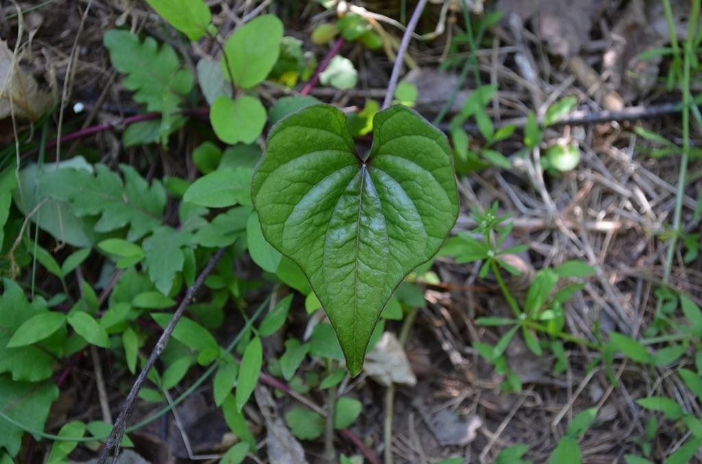 Chinese yam (Plants of Overton Park's Old Forest, Memphis, TN ...