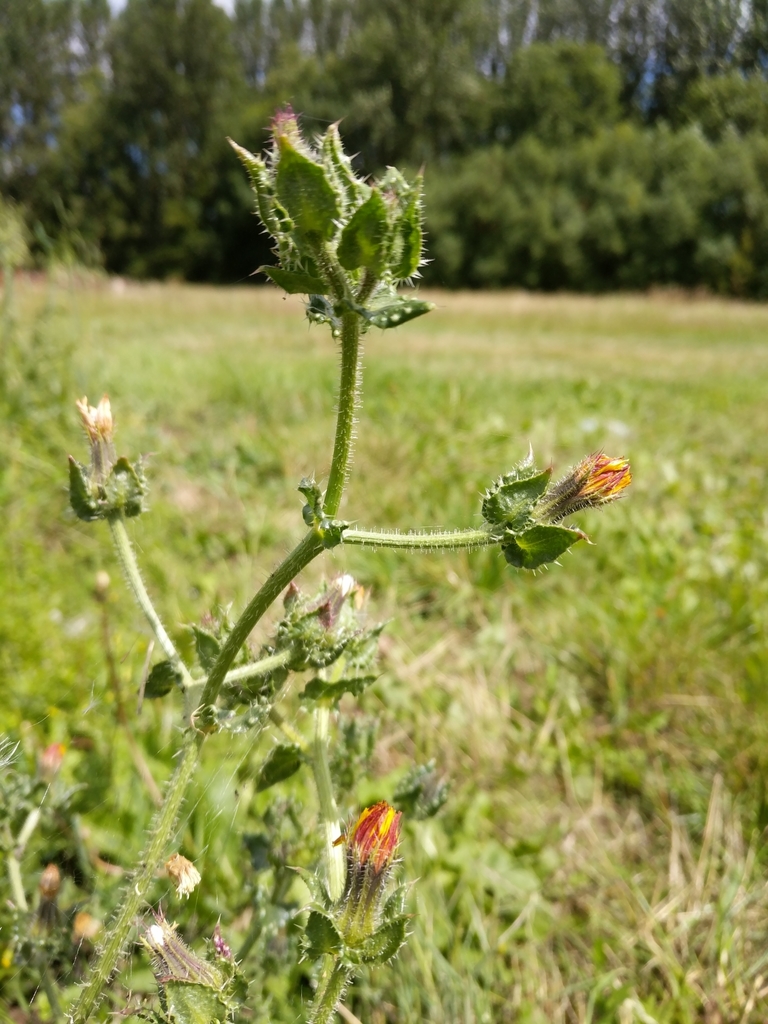 bristly oxtongue from Oxford OX2 0NJ, UK on July 11, 2020 at 02:19 PM ...