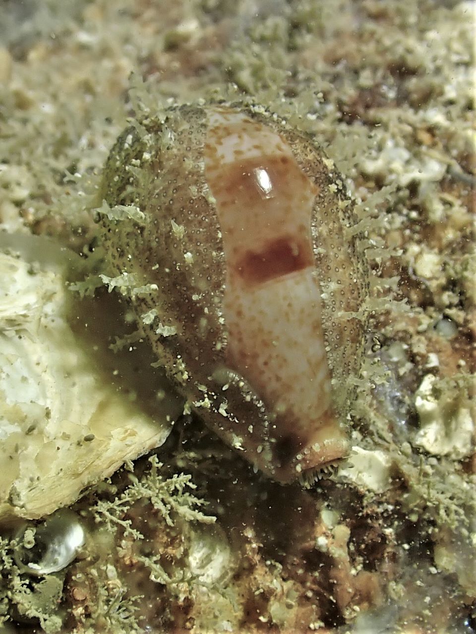 Contradusta walkeri (J.E.Gray, 1832)