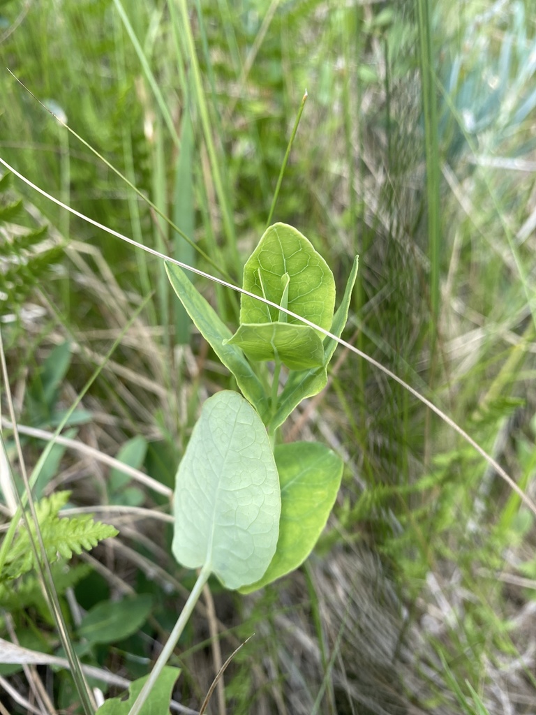 Fraser's marsh St. John's-wort from Cedar, MI, US on July 9, 2020 at 02 ...