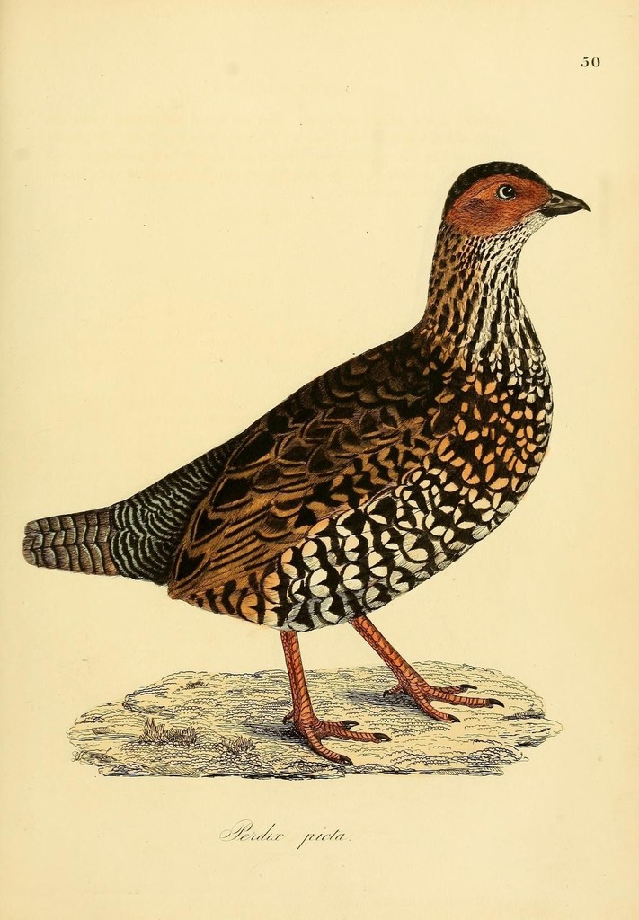 Painted Francolin (Flora and Fauna of Bandhavgarh National Park, India ...