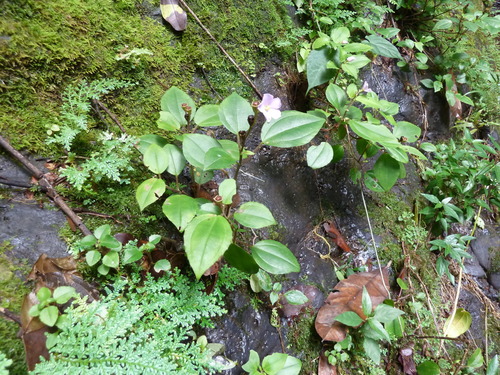 Calvoa monticola · iNaturalist