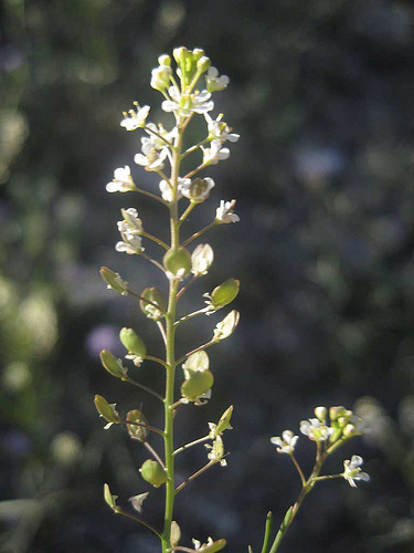 Common pepperweed (Plants of Vega State Park) · iNaturalist