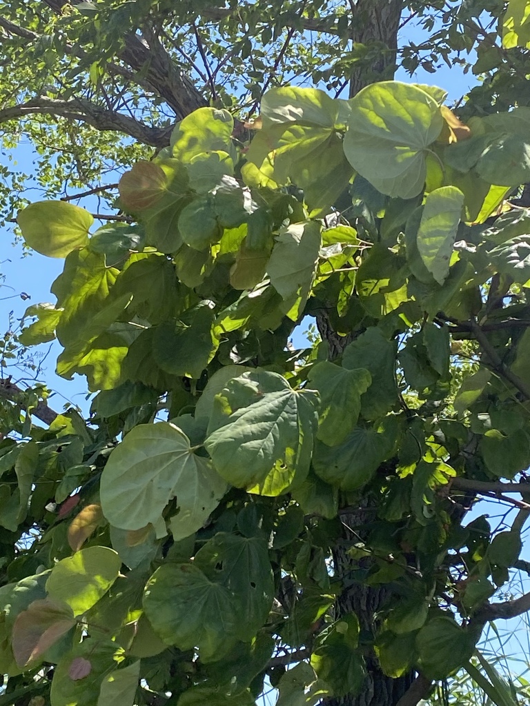 eastern redbud from Green Island, Seaford, NY, US on July 12, 2020 at ...