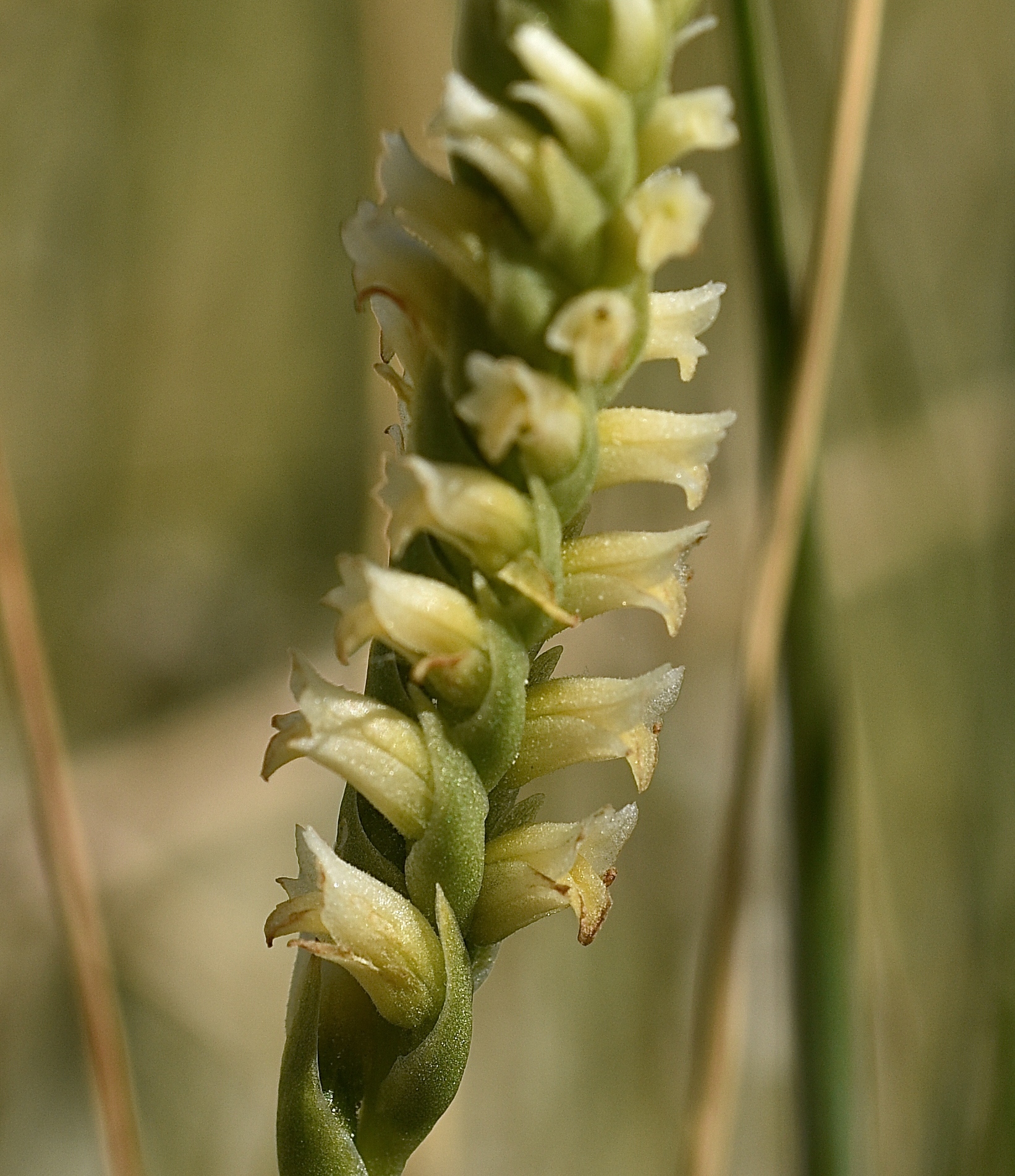 Spiranthes infernalis Sheviak