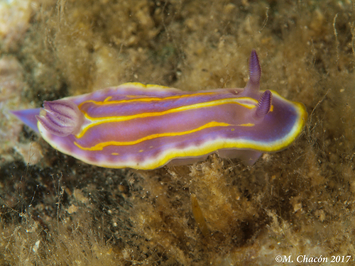 Genus Felimida · iNaturalist