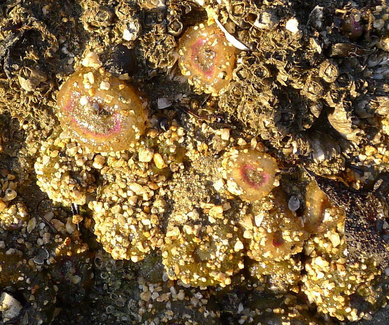 Aggregating Anemone from Half Moon Bay, California, USA on November 26 ...