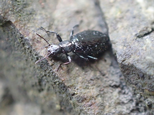 Aegialites alaskaensis · iNaturalist