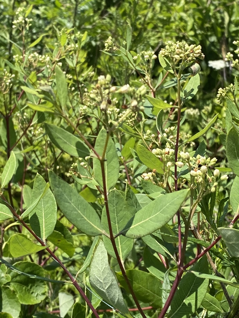 hemp dogbane from Green Island, Bellmore, NY, US on July 12, 2020 at 12 ...