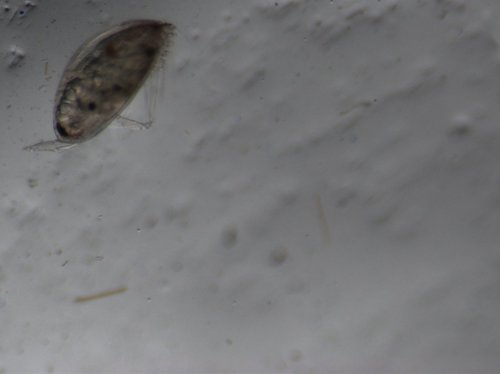 Genus Cypris · iNaturalist