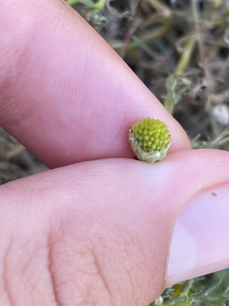 pineapple-weed from Green Island, Bellmore, NY, US on July 12, 2020 at ...