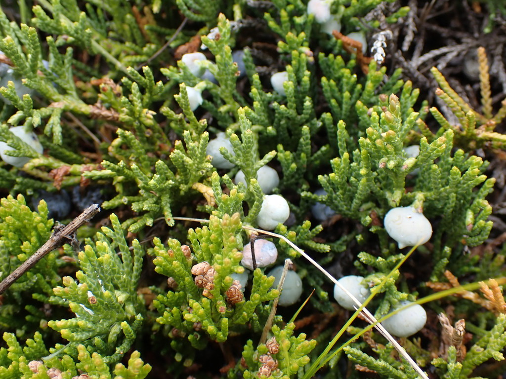 creeping juniper from Division No. 9, AB, Canada on June 30, 2020 at 12 ...