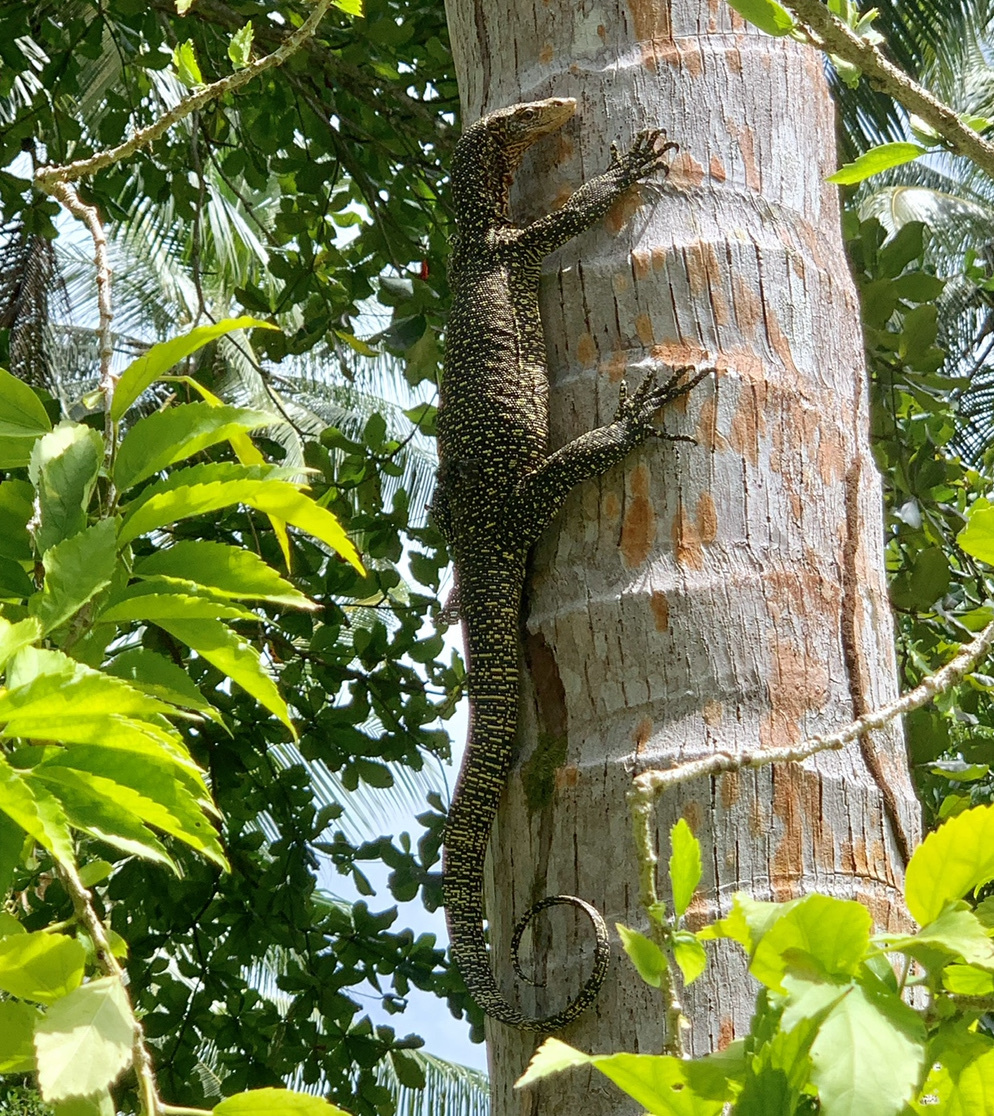 Varanus indicus (Daudin, 1802)