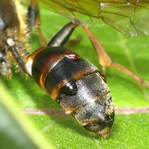 Paraxenos auripedis · iNaturalist
