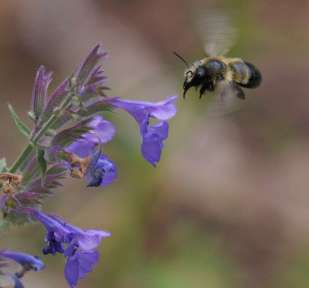 Black-and-gray Leafcutter Bee from Bois Blanc Island, Bois Blanc ...