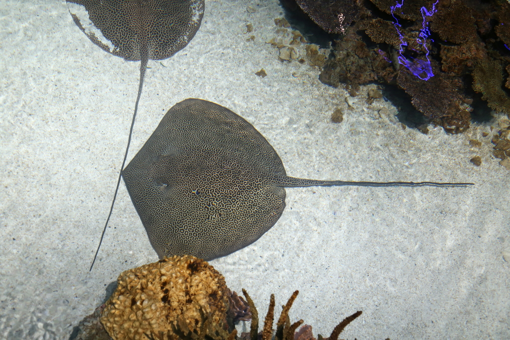 Leopard Whipray (Himantura leoparda) - Marine Life Identification